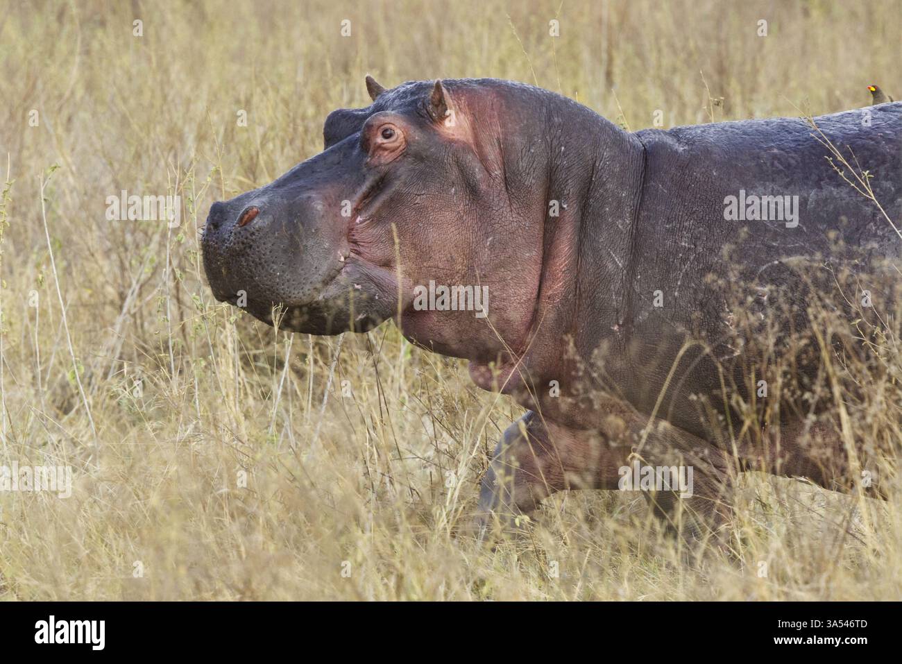 A Hippopotamus (Hippopotamus amphibius) walking through dry grassland ...