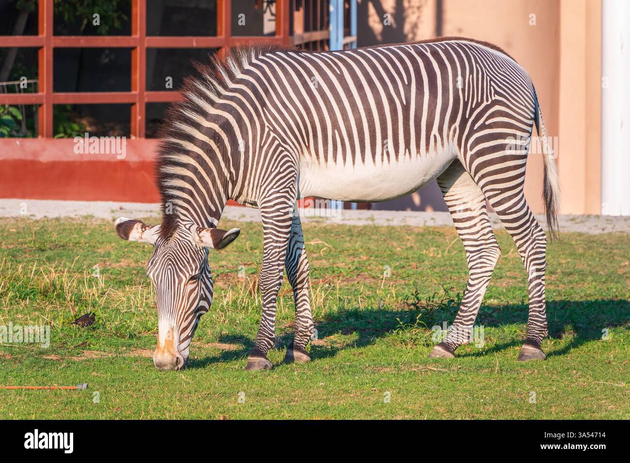 Grevy's zebra, lat Equus grevyi, also known as the imperial zebra eats ...