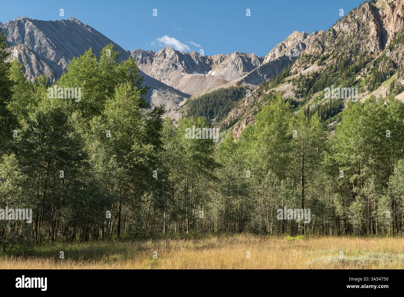Rugged elk hi-res stock photography and images - Alamy