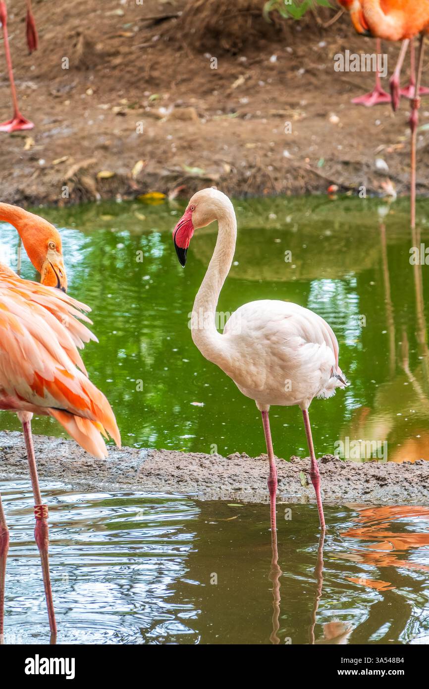 The greater flamingo, Phoenicopterus roseus, standing in water on lake ...