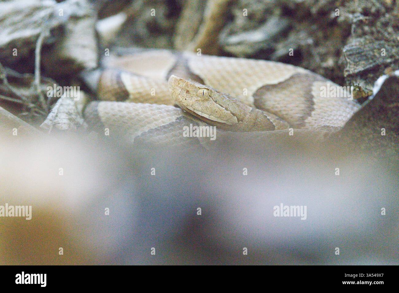 Eastern copperheads hi-res stock photography and images - Alamy