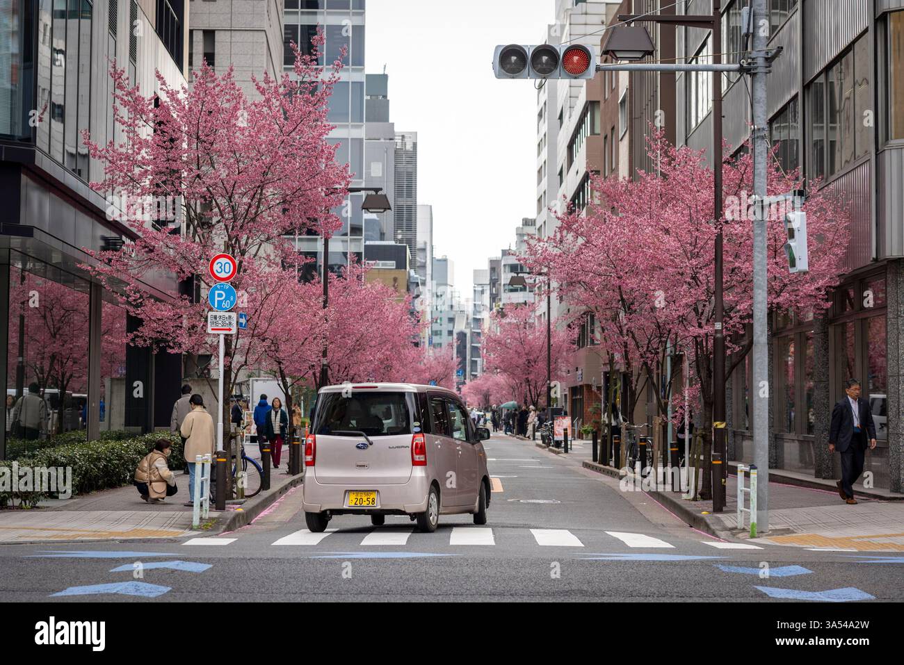Early blooming Kawazu Zakura trees in Tokyo on March 13, 2025 ...