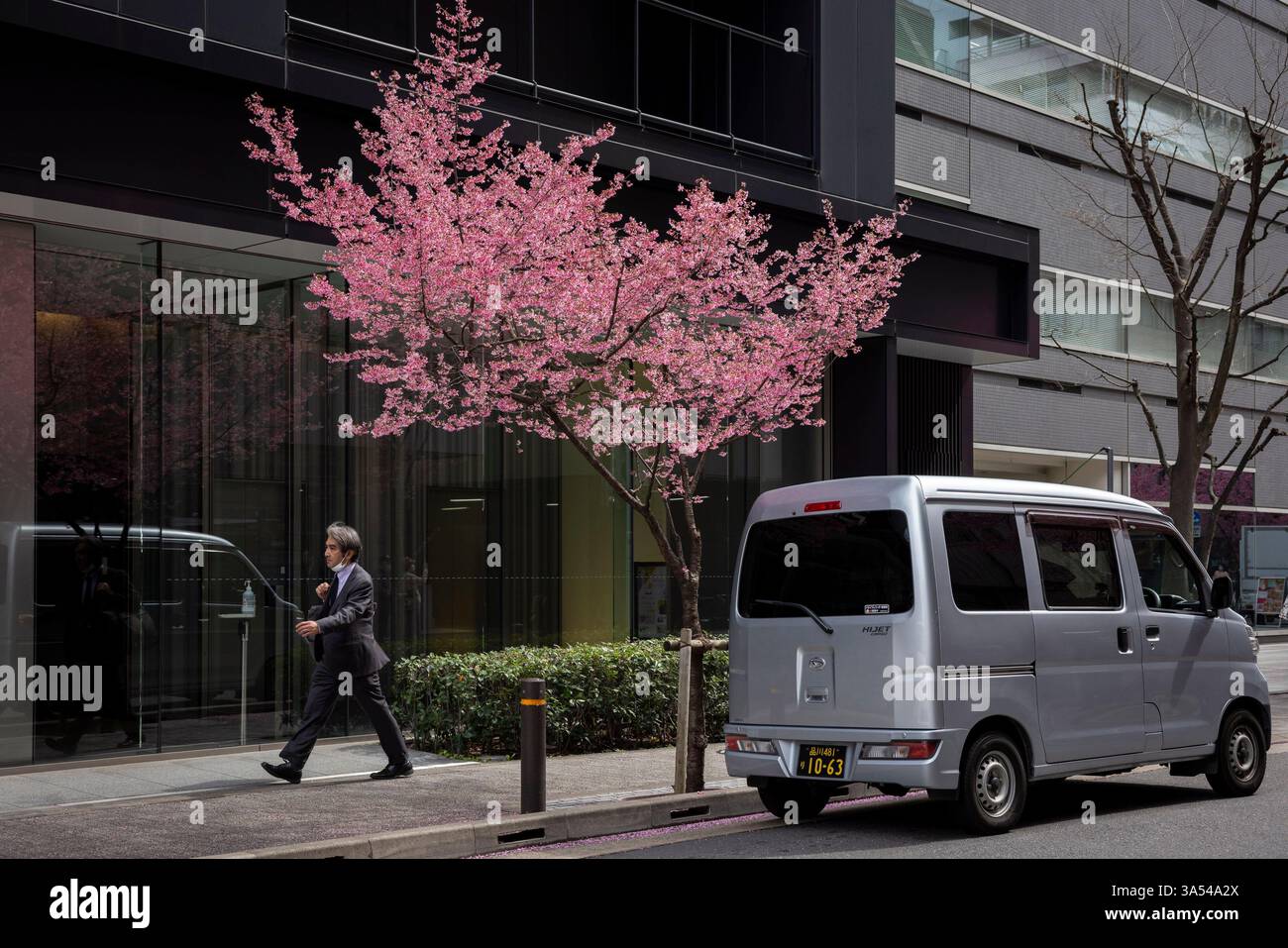 Early blooming Kawazu Zakura tree in Tokyo on March 13, 2025 ...