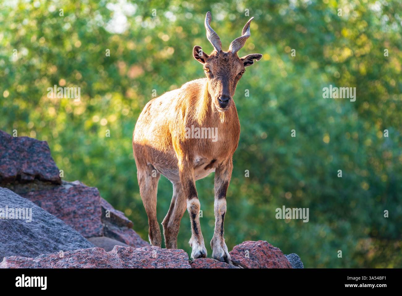 Markhor female on the rock. Latin name - Capra falconeri. Wild goat ...