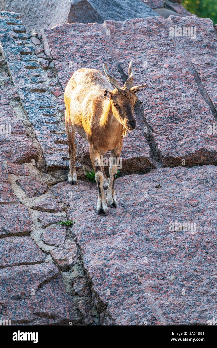 Markhor female on the rock. Latin name - Capra falconeri. Wild goat ...