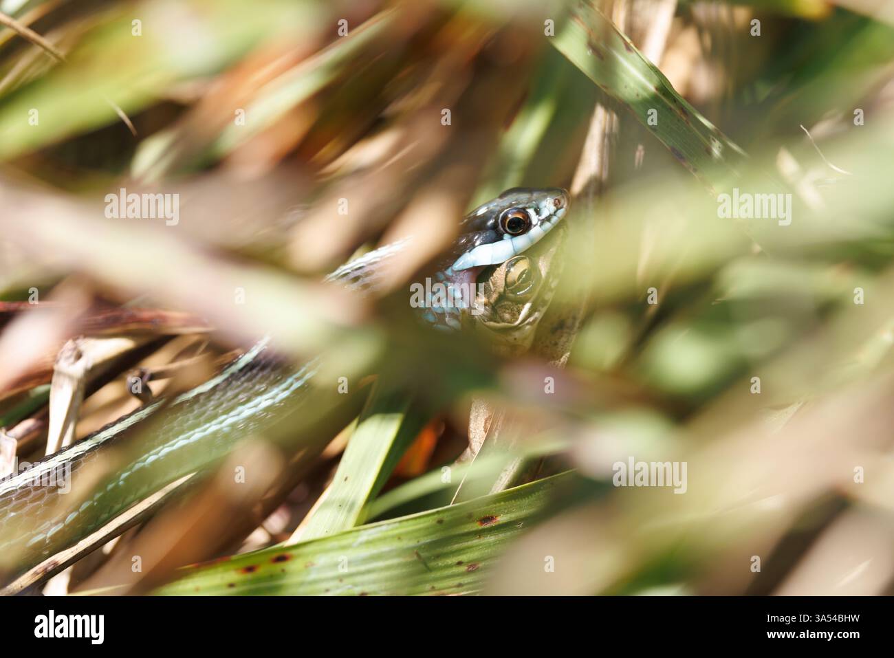 Orange-striped Ribbon Snake eating a frog, USA Stock Photo - Alamy