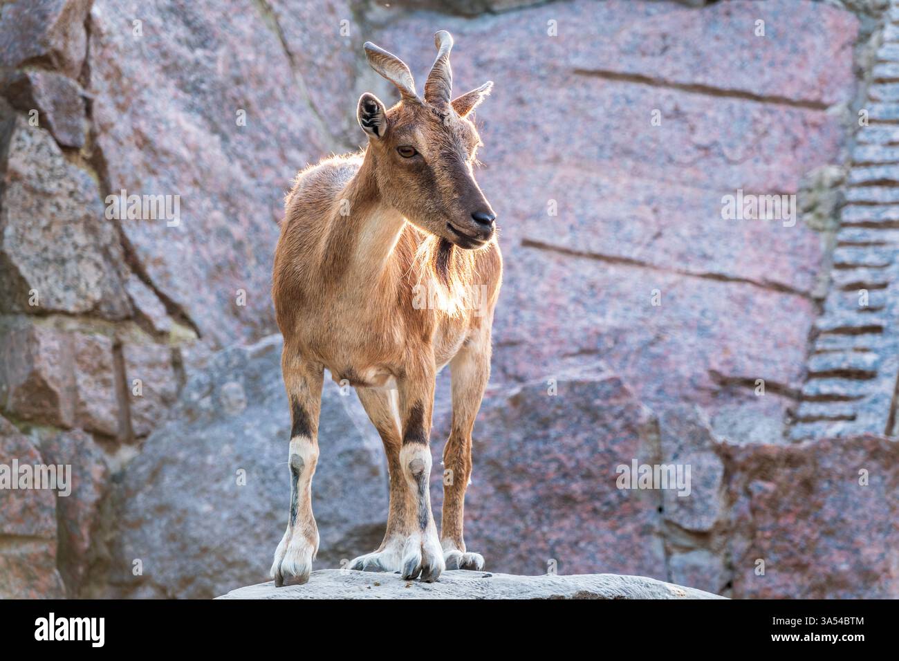 Markhor female on the rock. Latin name - Capra falconeri. Wild goat ...