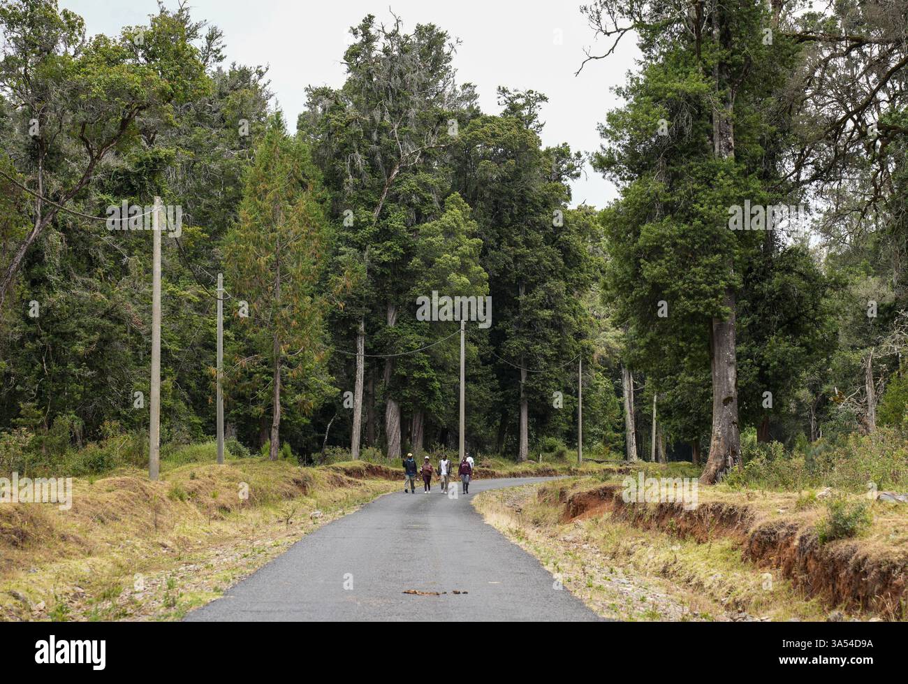Nairobi, Mount Kenya National Park in central Kenya. 13th Mar, 2025. A ...