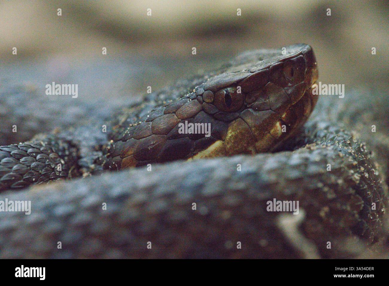 Northern Cottonmouth, USA Stock Photo - Alamy