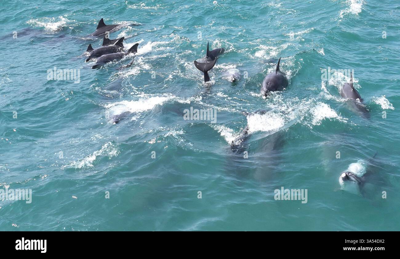 21st Mar, 2025. Bottlenose dolphins off Jeju A pod of Indo-Pacific ...