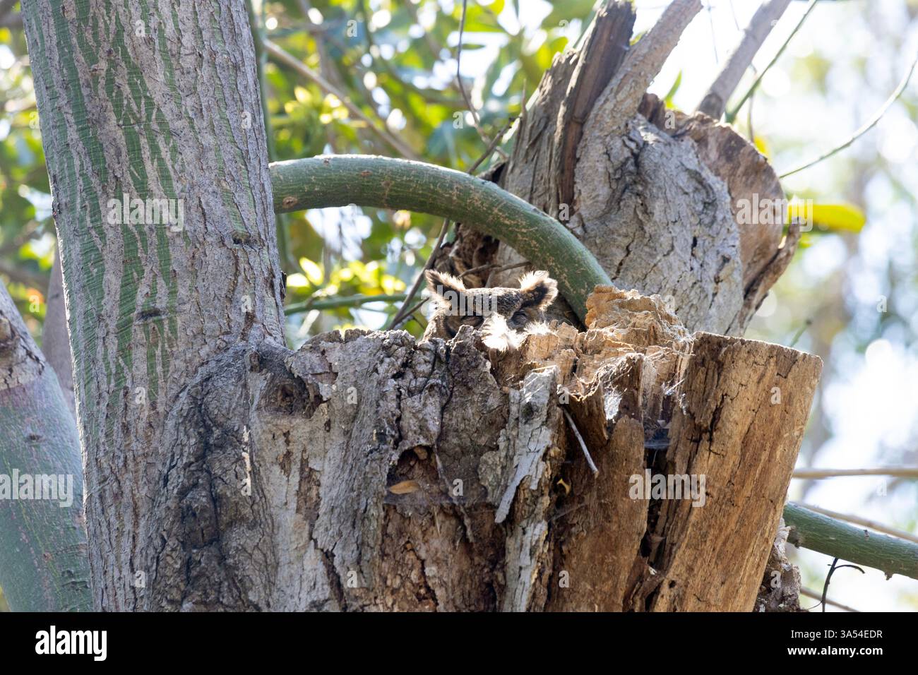 Great horned owl adult nesting in fractured tree hi-res stock ...