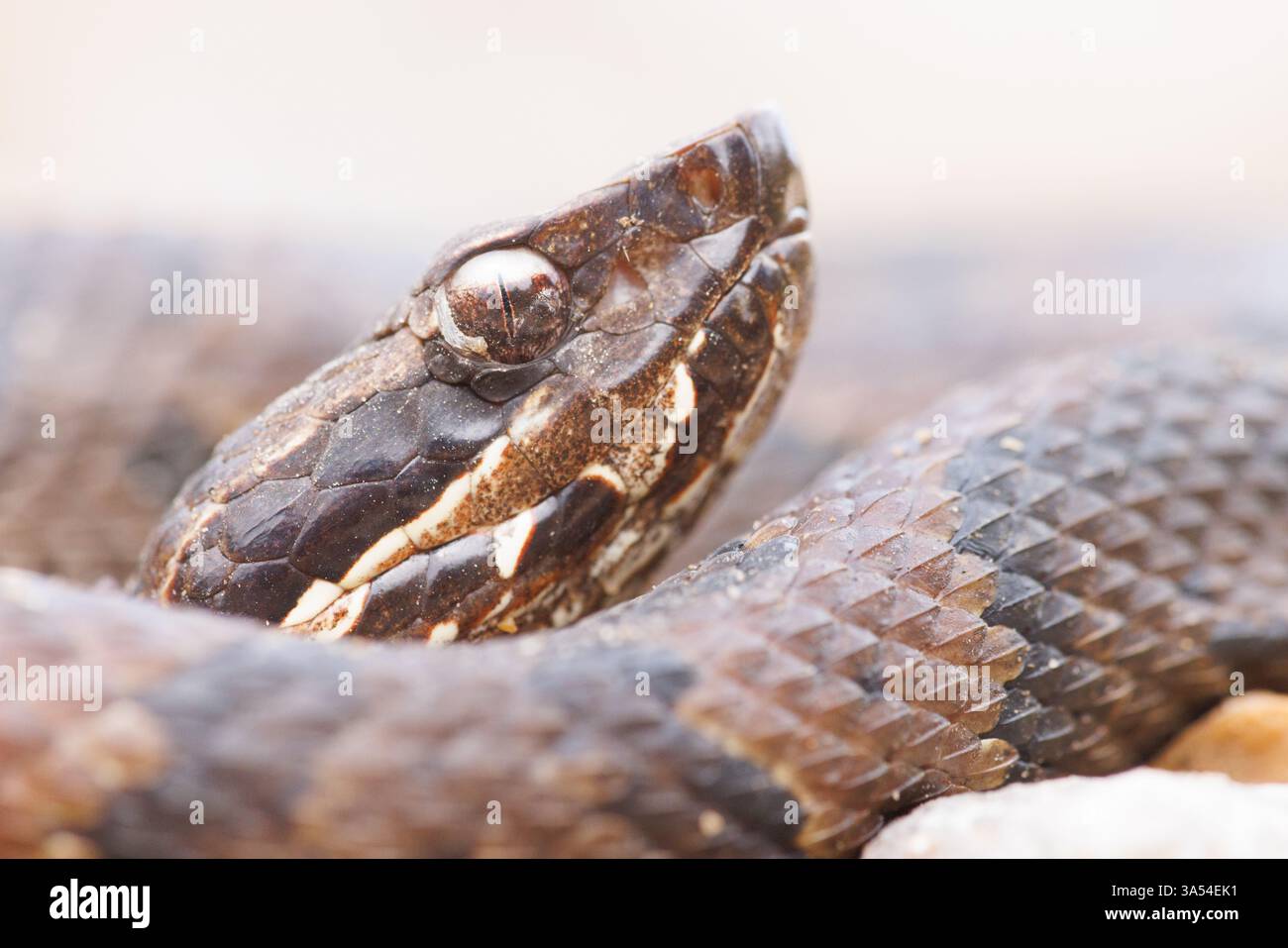 Northern Cottonmouth, USA Stock Photo - Alamy