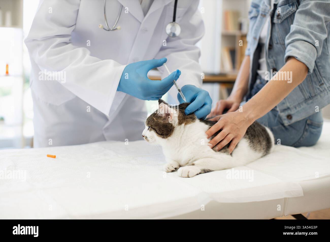 Male veterinarian administering injection cat hi-res stock photography ...