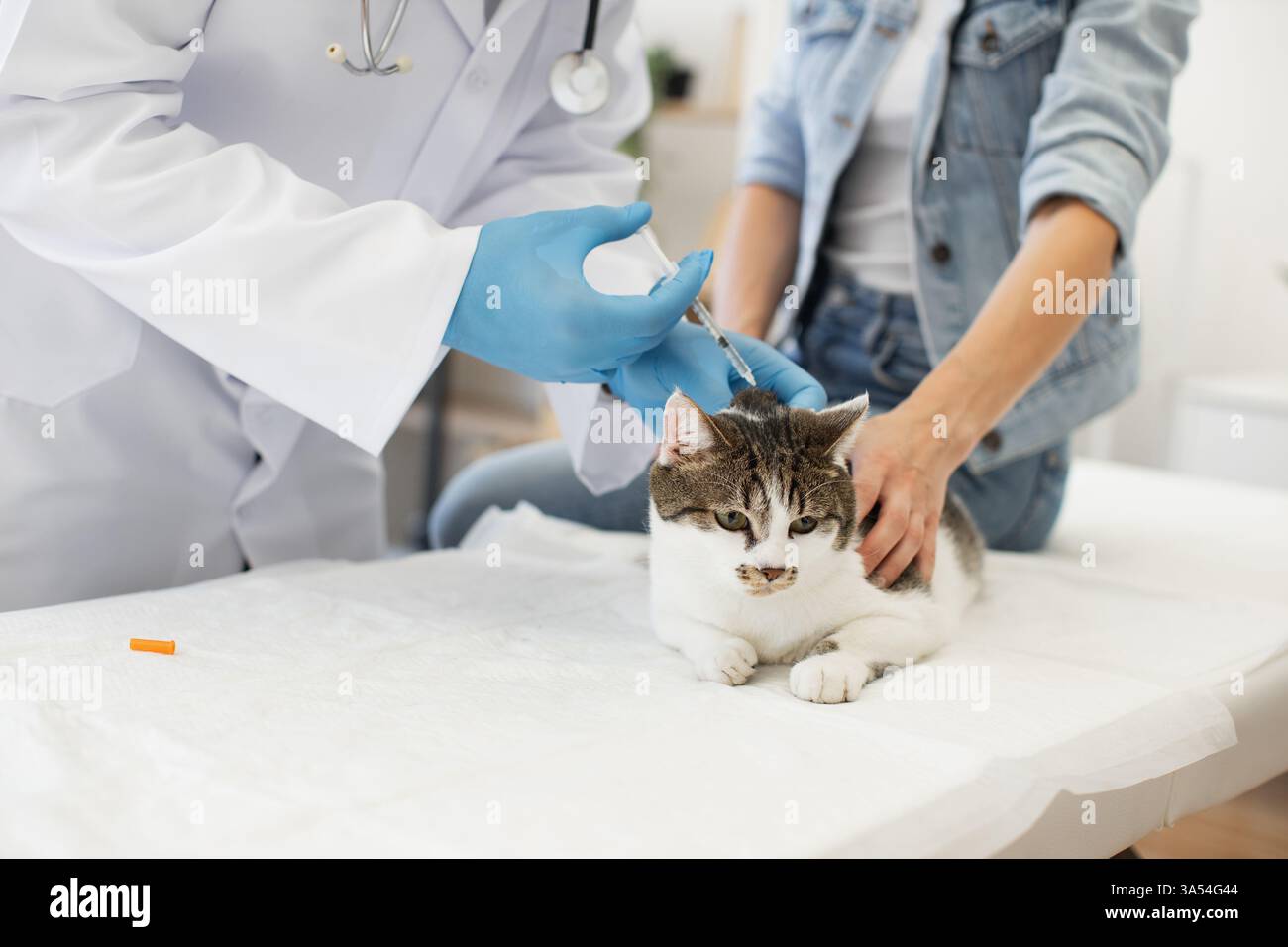 Male veterinarian administering injection cat hi-res stock photography ...