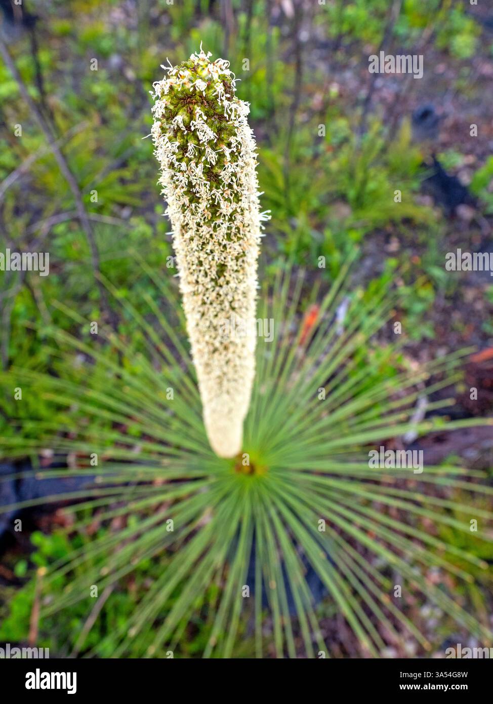 Xanthorrhoea hi-res stock photography and images - Alamy