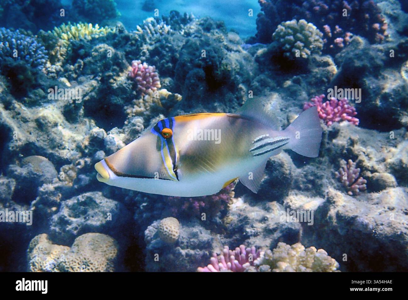 picasso fish in the red sea Egypt, coral reef Stock Photo - Alamy