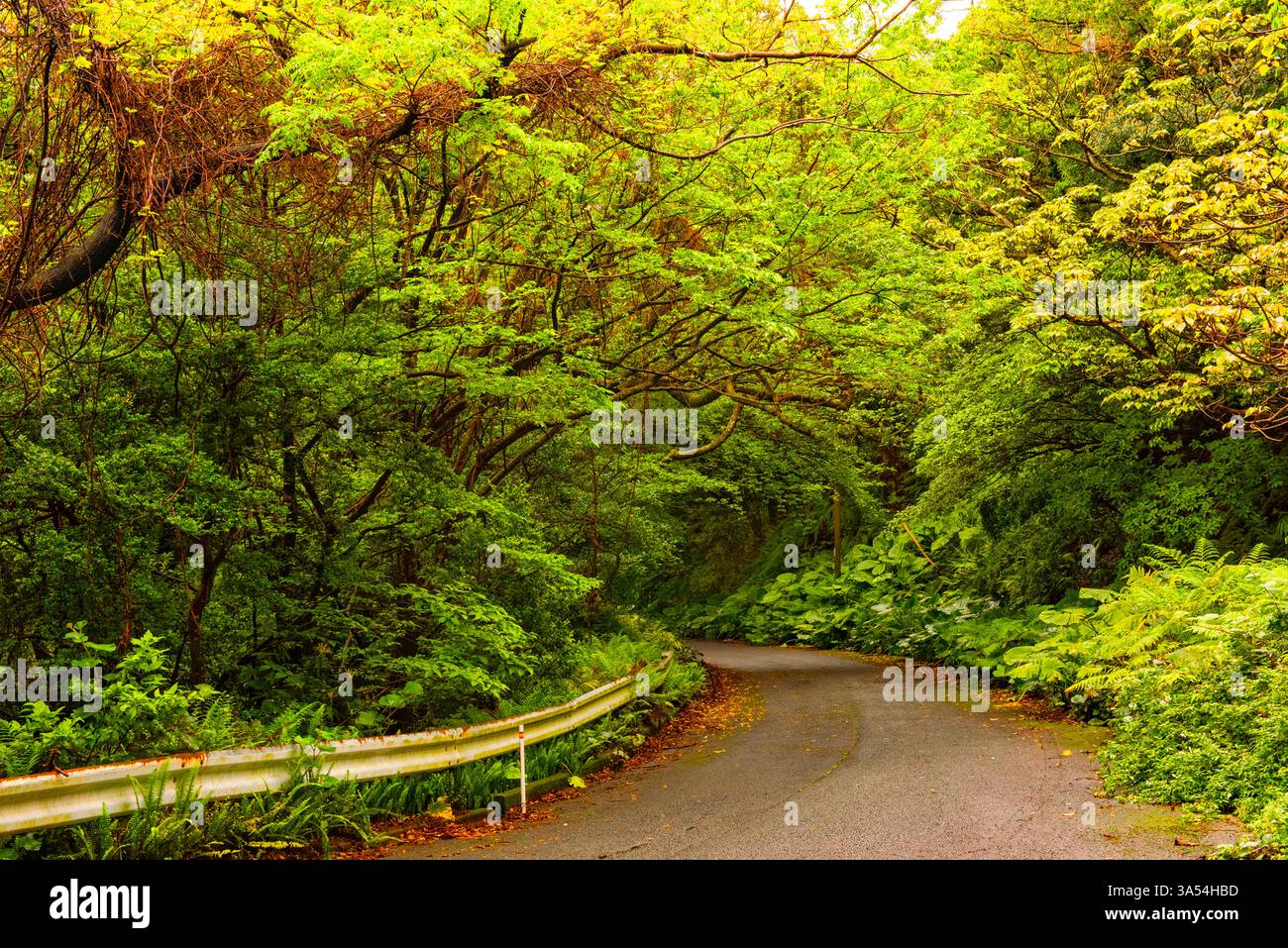 Seibu Rindo Forest Drive, Yakushima, Kagoshima Prefecture, Kyushu ...