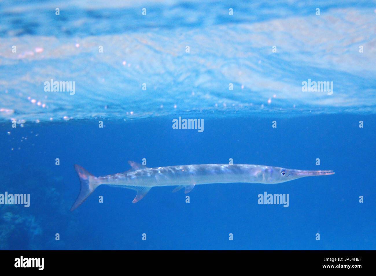 Pacific needlefish hi-res stock photography and images - Alamy