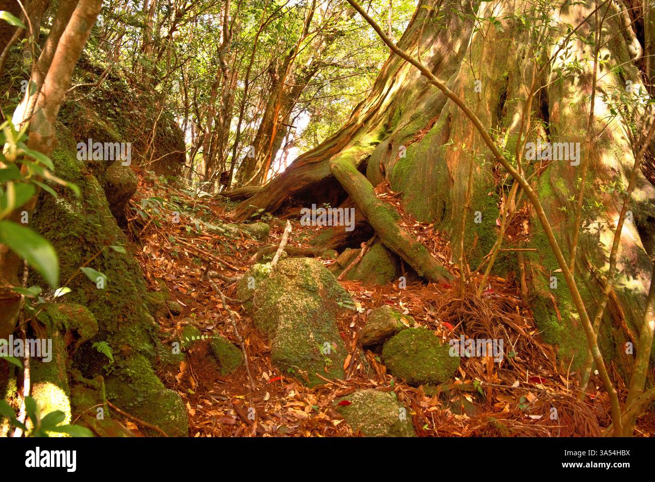 Ancient cedar forest on Yakushima, Japan Stock Photo - Alamy