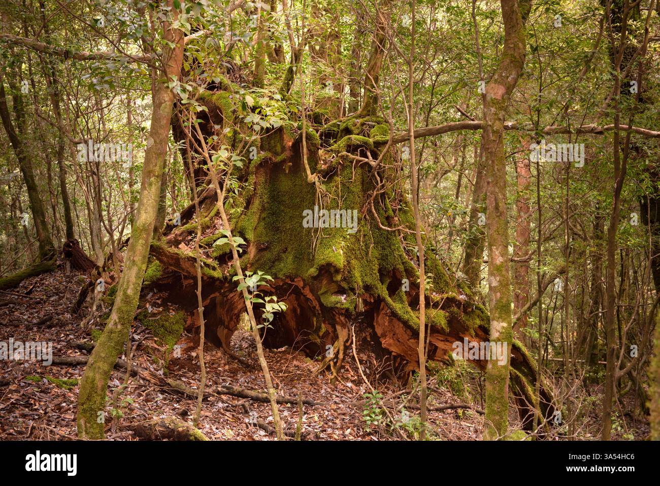 Ancient cedar forest on Yakushima, Japan Stock Photo - Alamy