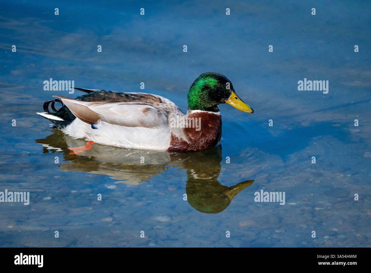 Graceful Glide. Swimming duck , reflection in the water Stock Photo - Alamy