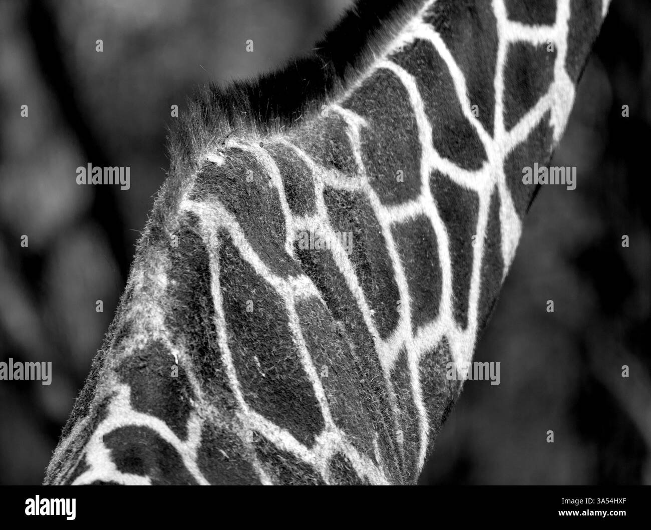 Animal Pattern – Close-Up of a Giraffe’s Checkered Skin Stock Photo - Alamy