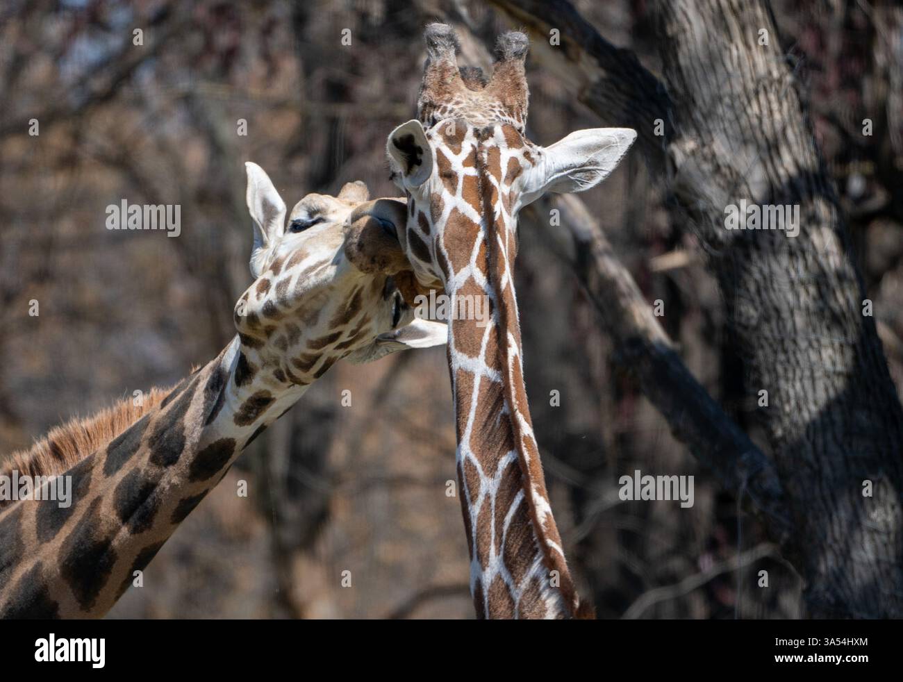 Giraffe bond hi-res stock photography and images - Alamy