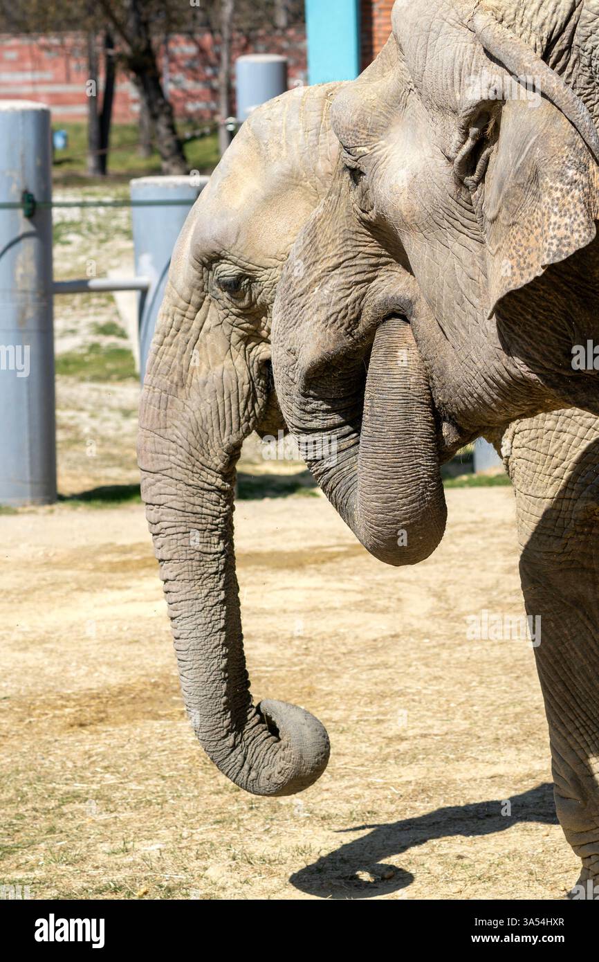Elephants Having Lunch – Enjoying Peanuts with Their Trunks Stock Photo ...