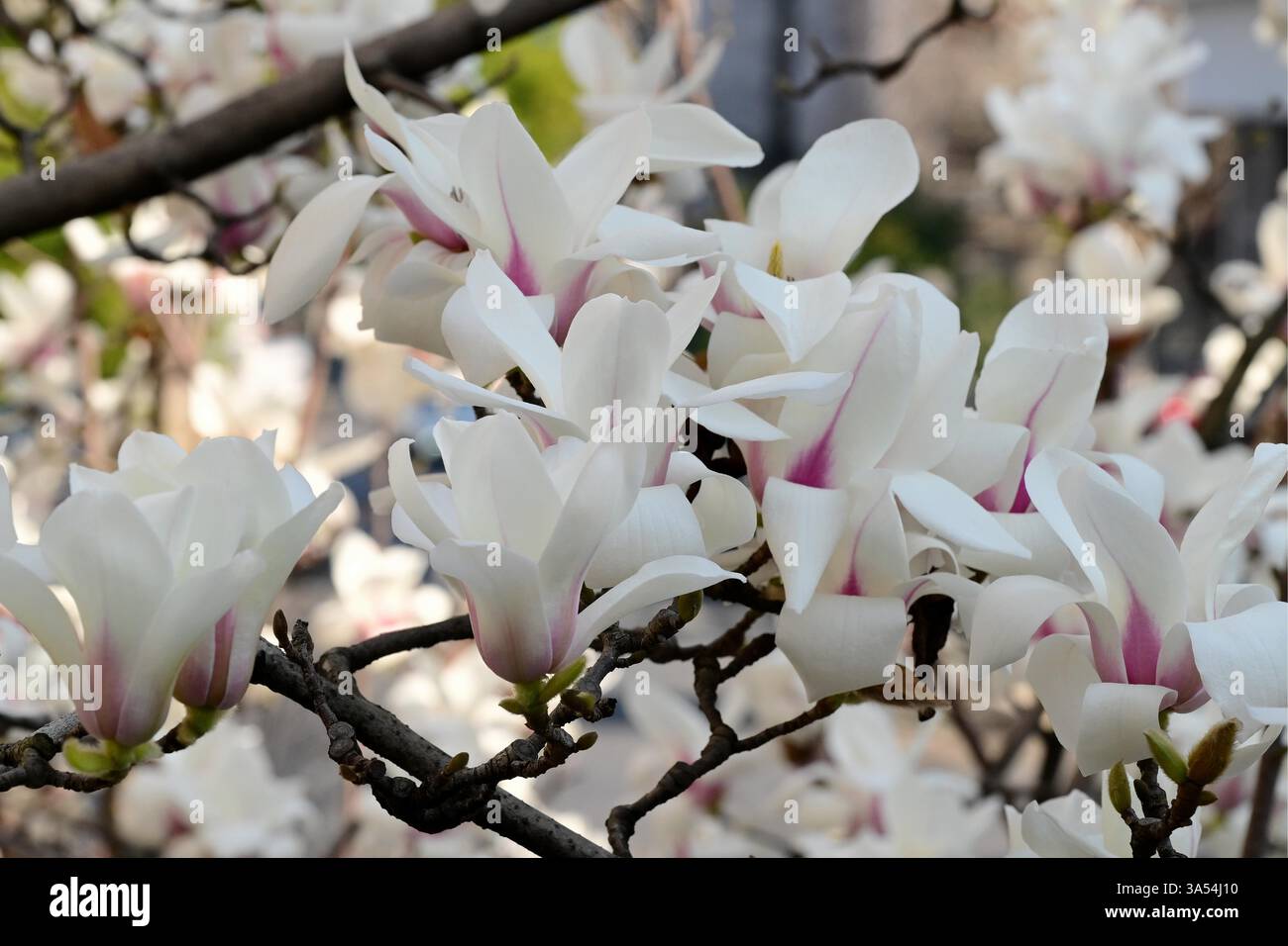 Magnolia flowers are in full bloom in Jinhua City, east China's ...