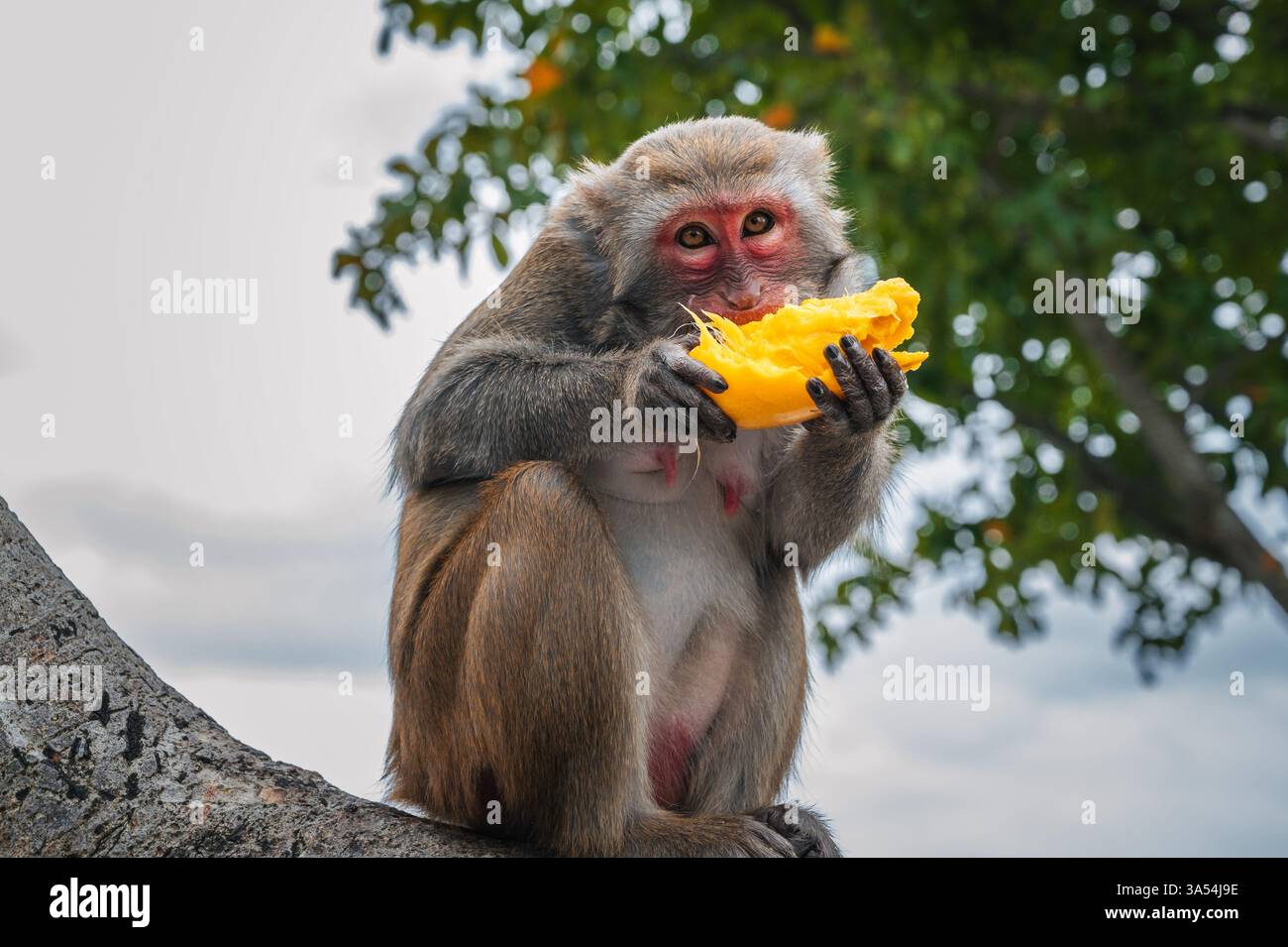 funny monkey eats mango sitting on a tree in the forest in the wild ...
