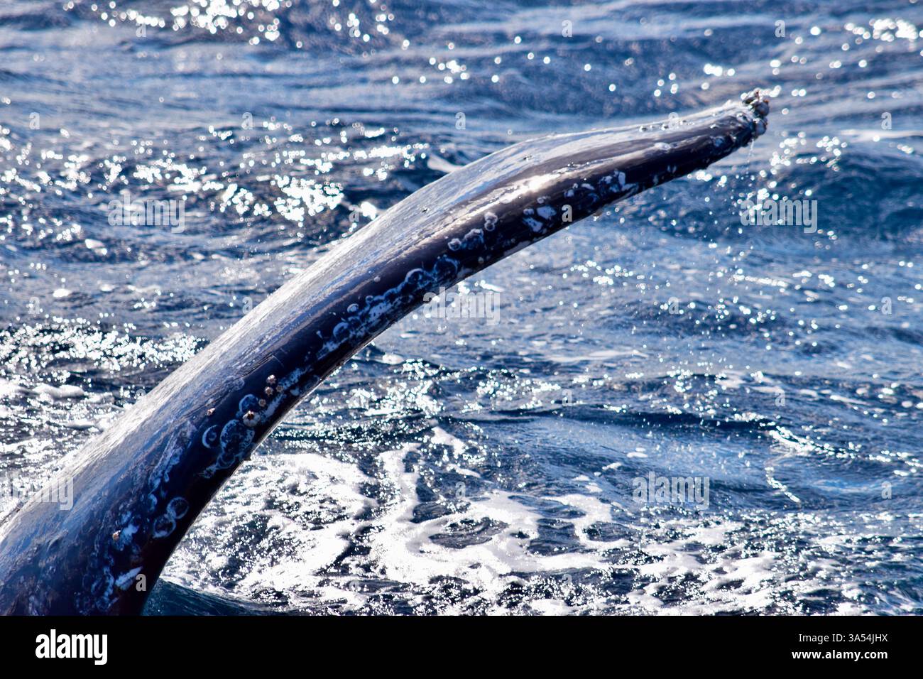 Blue Whale Fin Sydney Australia Stock Photo - Alamy