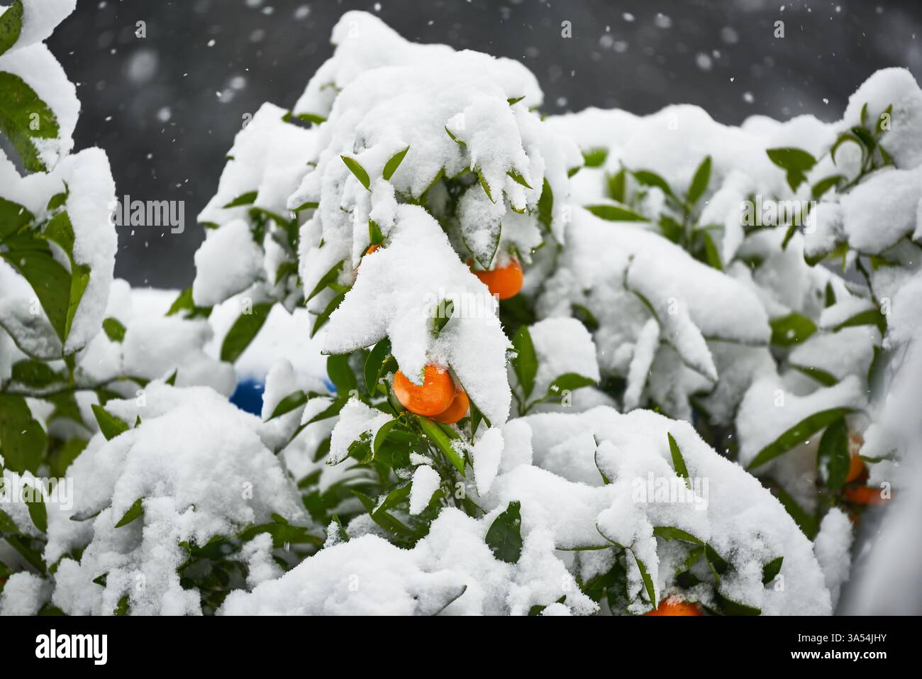 Orange fruit tree snow hi-res stock photography and images - Alamy