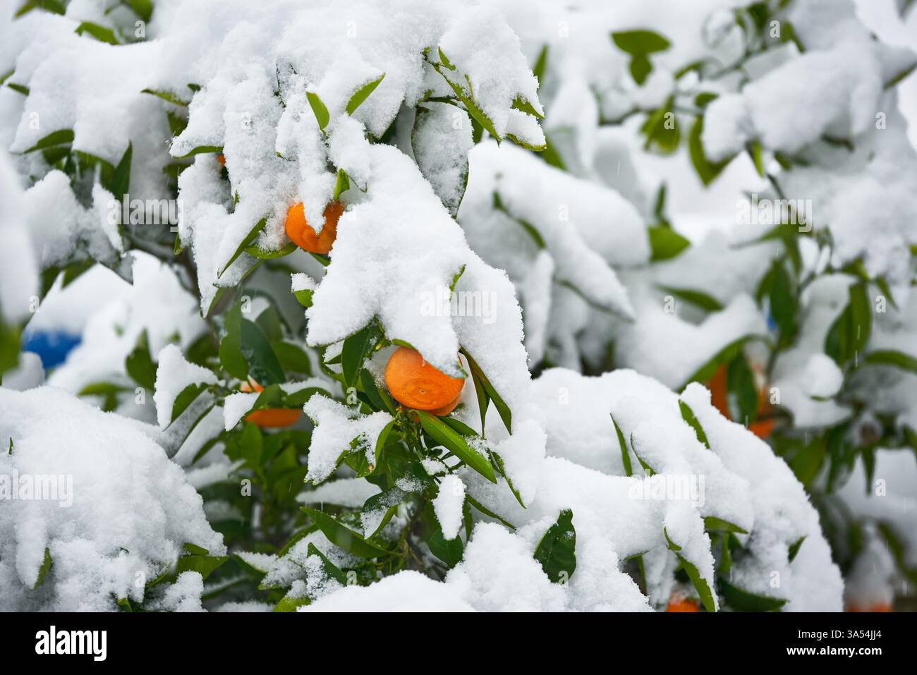 Orange fruit tree snow hi-res stock photography and images - Alamy