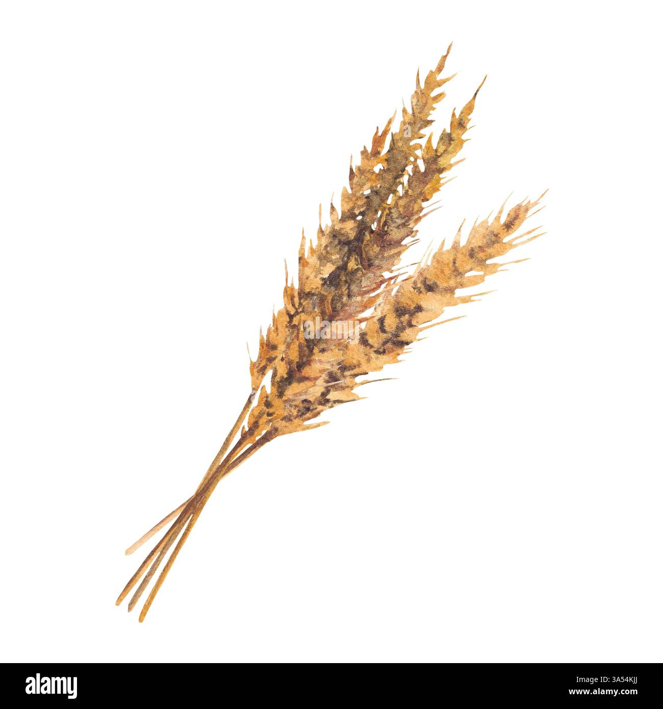 Wheat ears, stalks of barley golden cereal grain spikes. Watercolor ...
