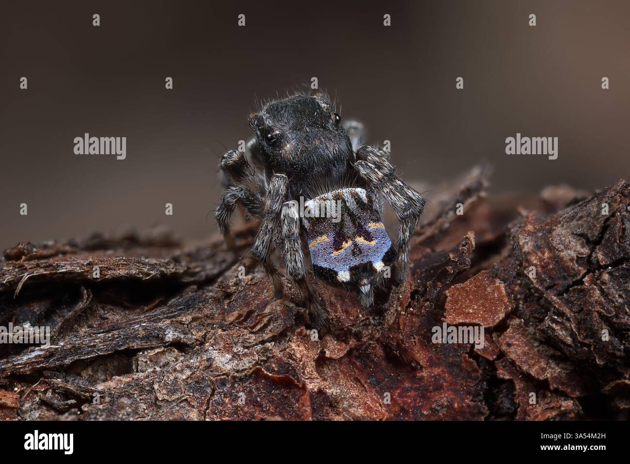 A male Peacock Spider, Maratus lobatus, in his breeding colours Stock ...