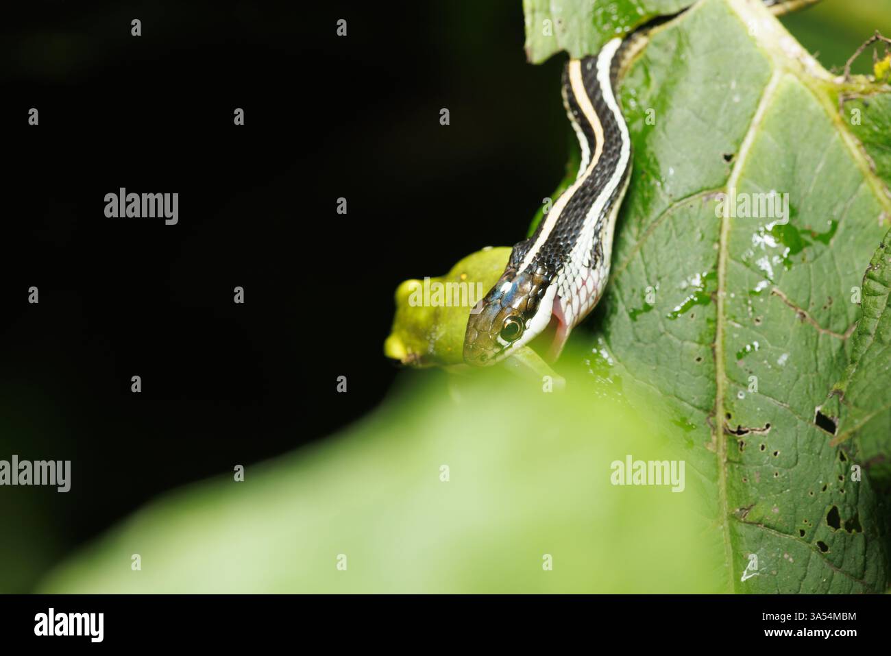 Orange-striped Ribbon Snake eating a frog, USA Stock Photo - Alamy