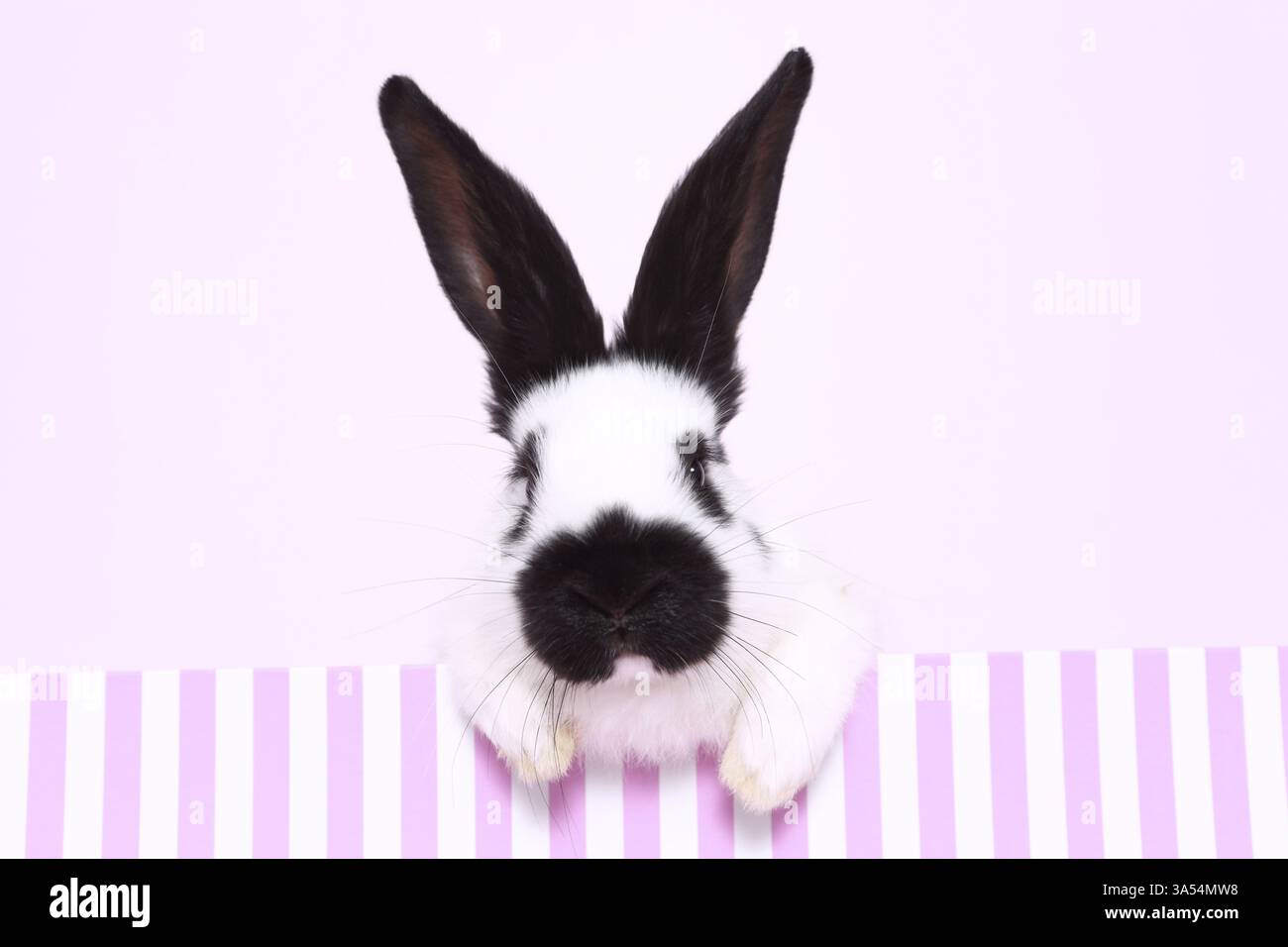 Giant pink rabbit hi-res stock photography and images - Alamy