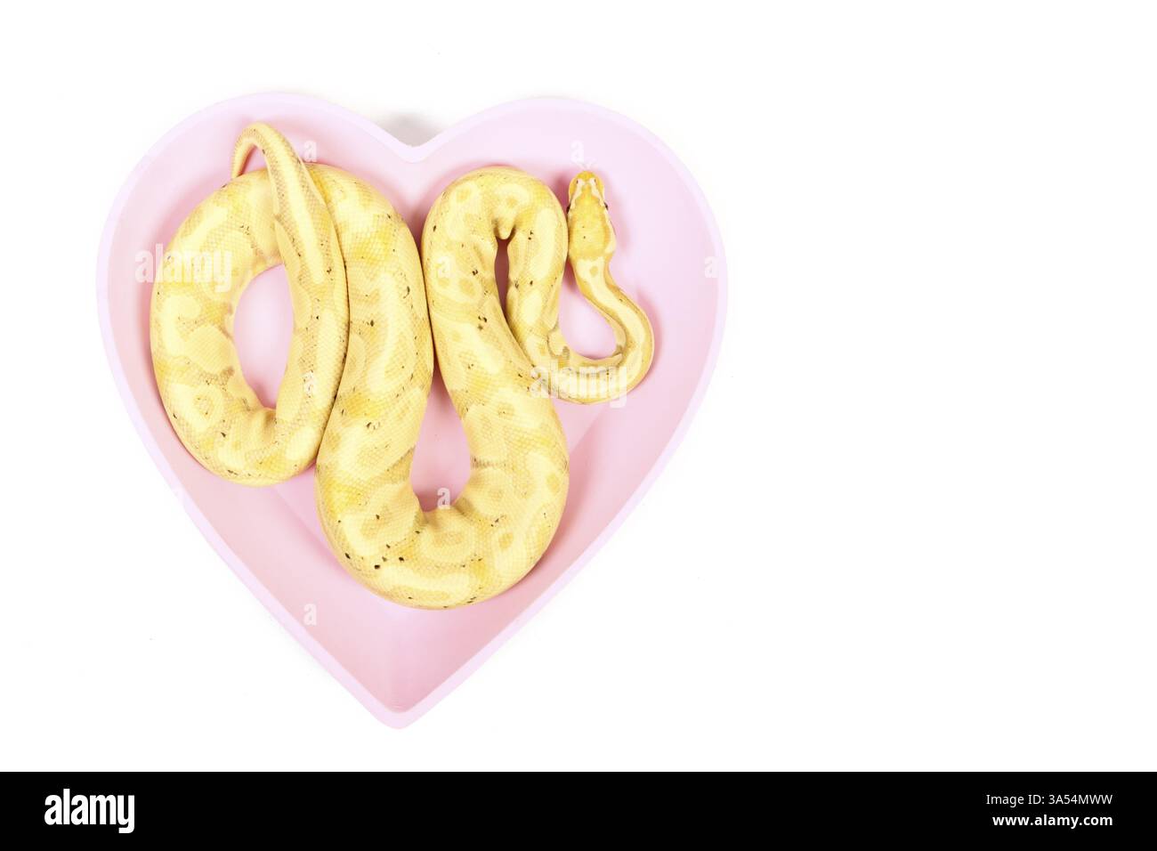 ball python banana pastel Stock Photo - Alamy