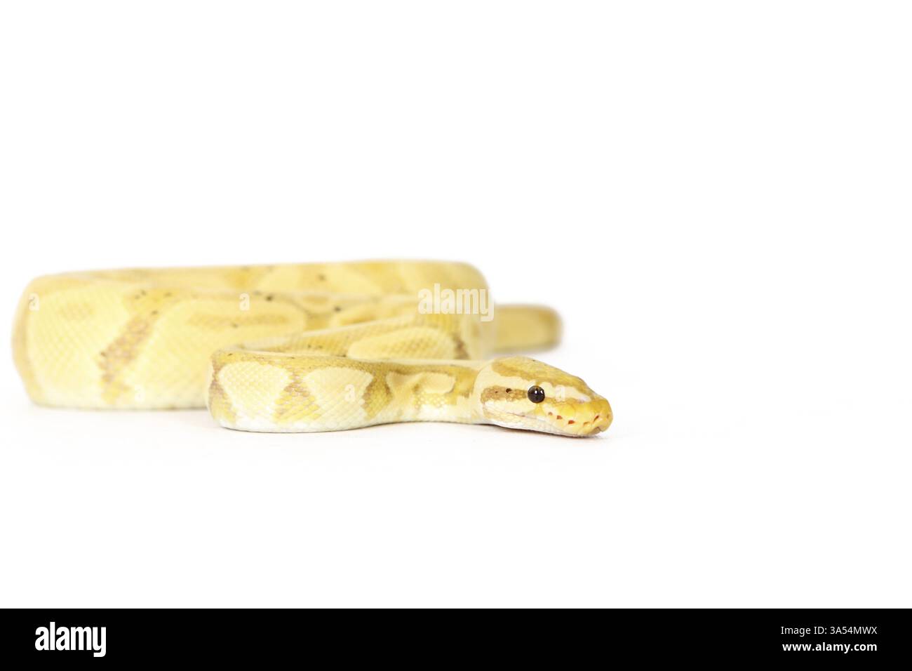 Side view cut banana hi-res stock photography and images - Alamy