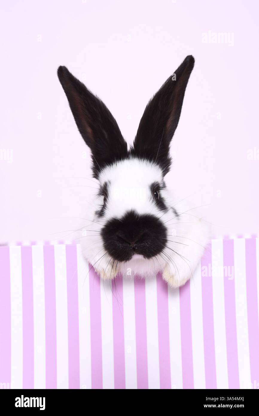 Giant pink rabbit hi-res stock photography and images - Alamy