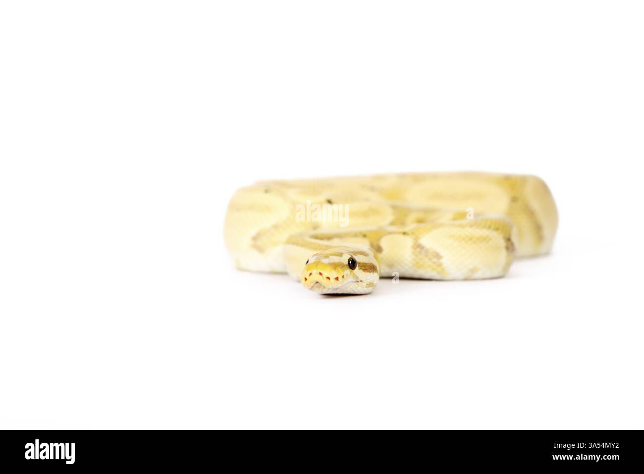 Side view cut banana hi-res stock photography and images - Alamy