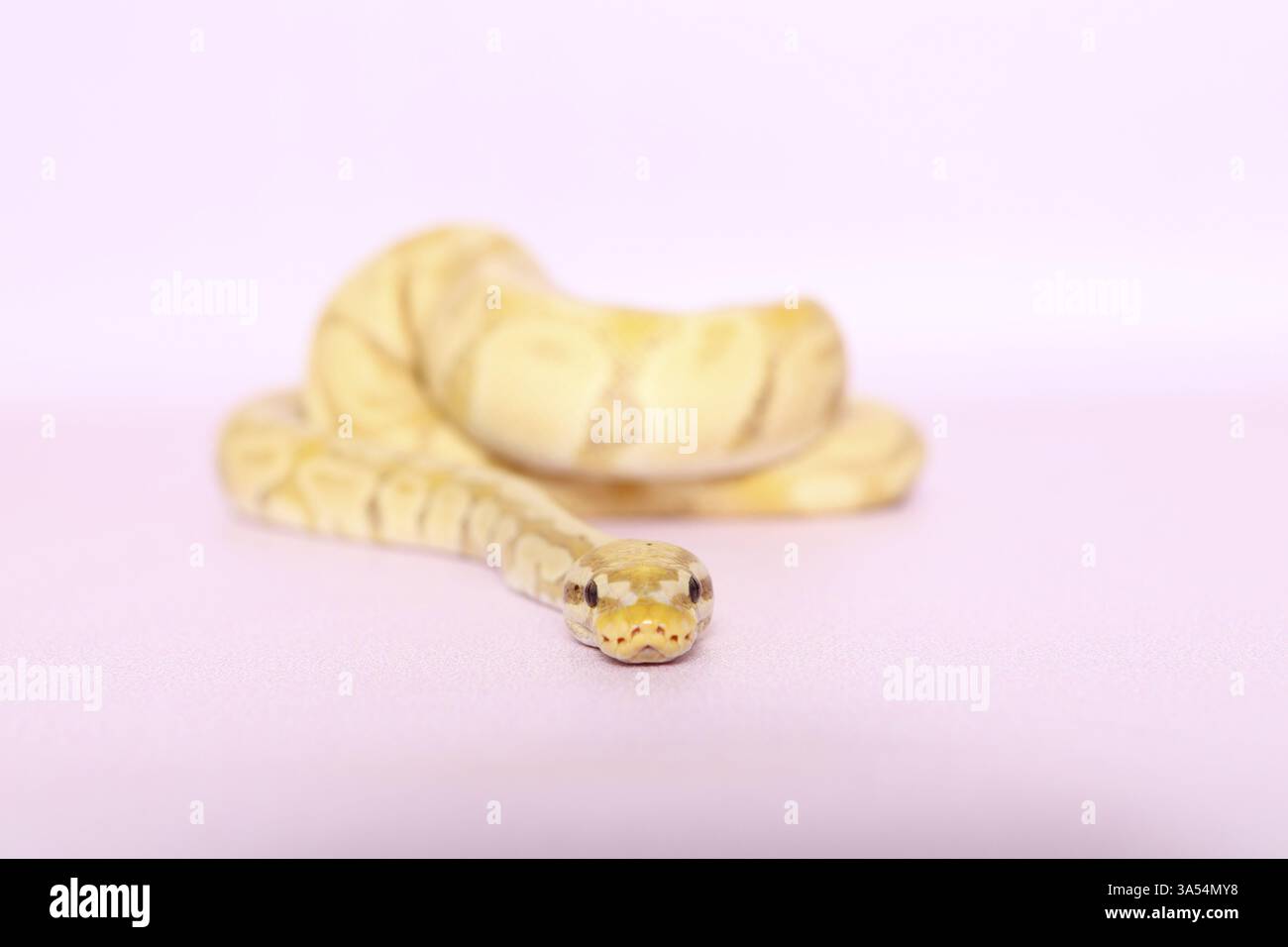 ball python banana pastel Stock Photo - Alamy