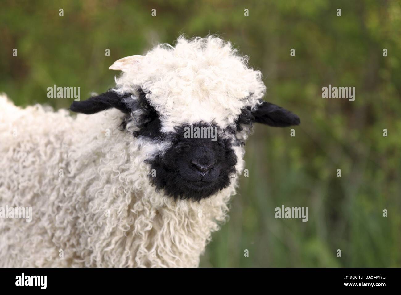 Wallachian sheep hi-res stock photography and images - Alamy