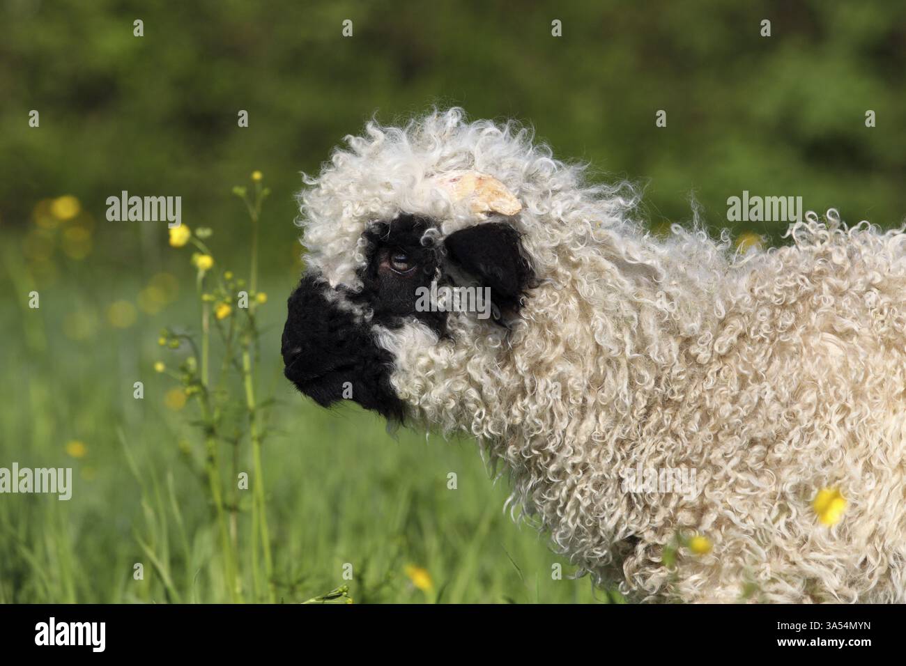 Wallachian sheep hi-res stock photography and images - Alamy