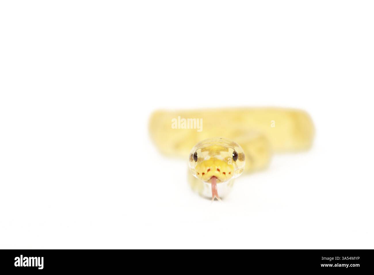 Royal python regius tongue hi-res stock photography and images - Alamy