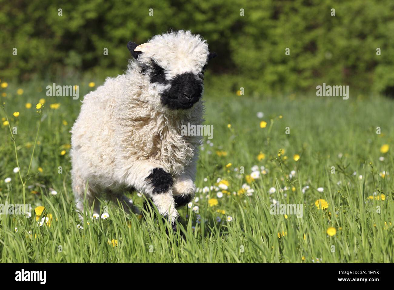 Wallachian sheep hi-res stock photography and images - Alamy
