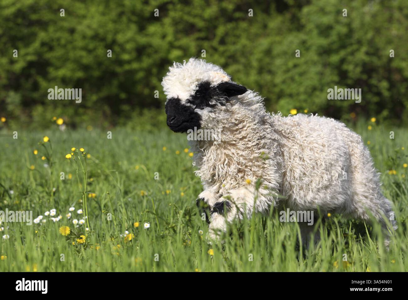 Valais Blacknose lamb Stock Photo - Alamy