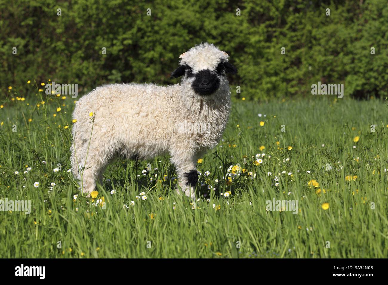 Wallachian sheep hi-res stock photography and images - Alamy