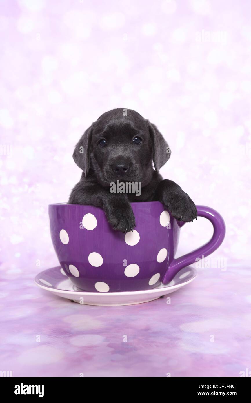 Labrador Retriever Puppy Stock Photo - Alamy