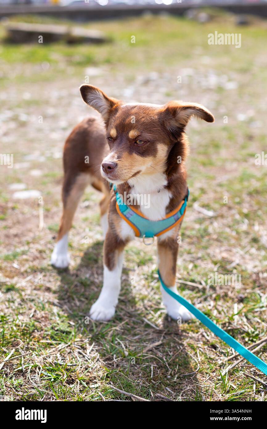 Brown and white mutt puppy dog stand outdoor. Mix Breed Stock Photo - Alamy
